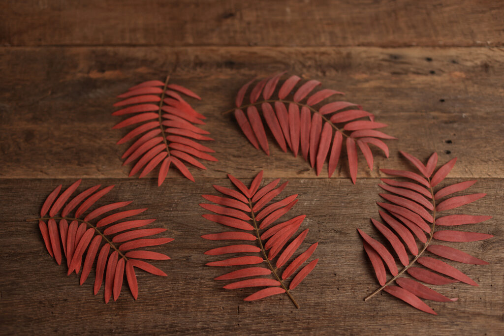 5 AUTUMN LEAVES - The Original Photoblocks Props